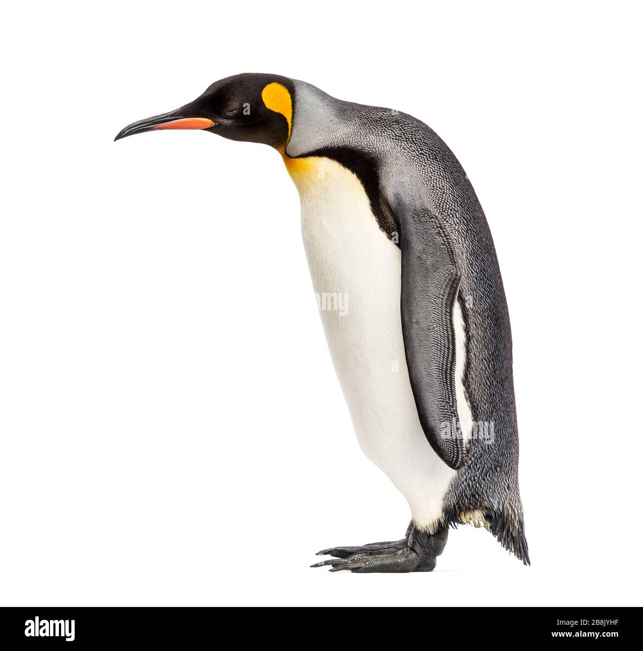 king penguin standing in front of a white background Stock Photo - Alamy