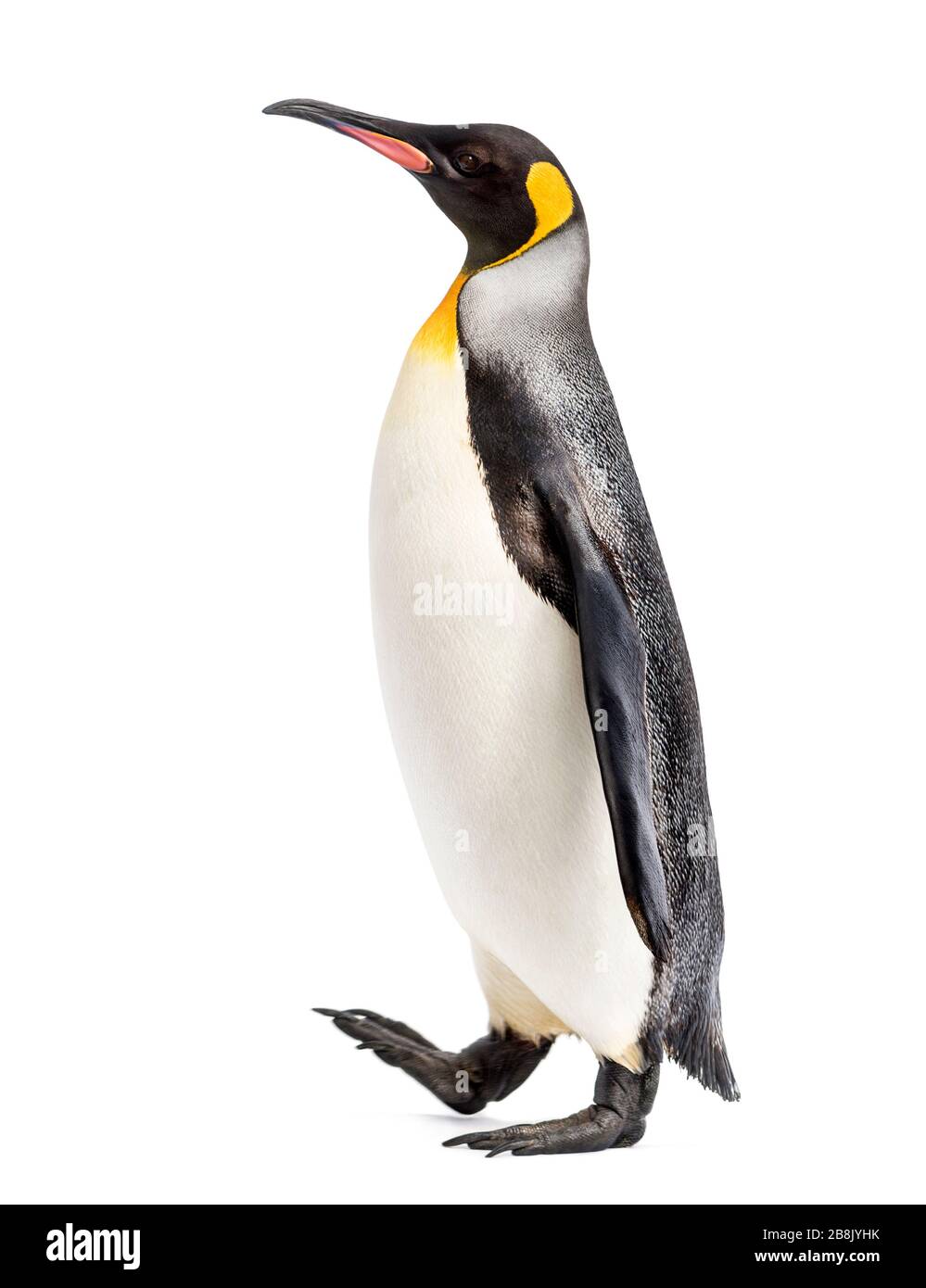 Side view of a king penguin walking, isolated on white Stock Photo - Alamy
