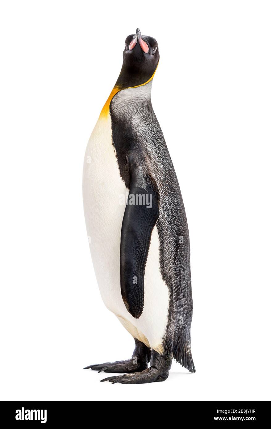 king penguin standing in front of a white background Stock Photo - Alamy