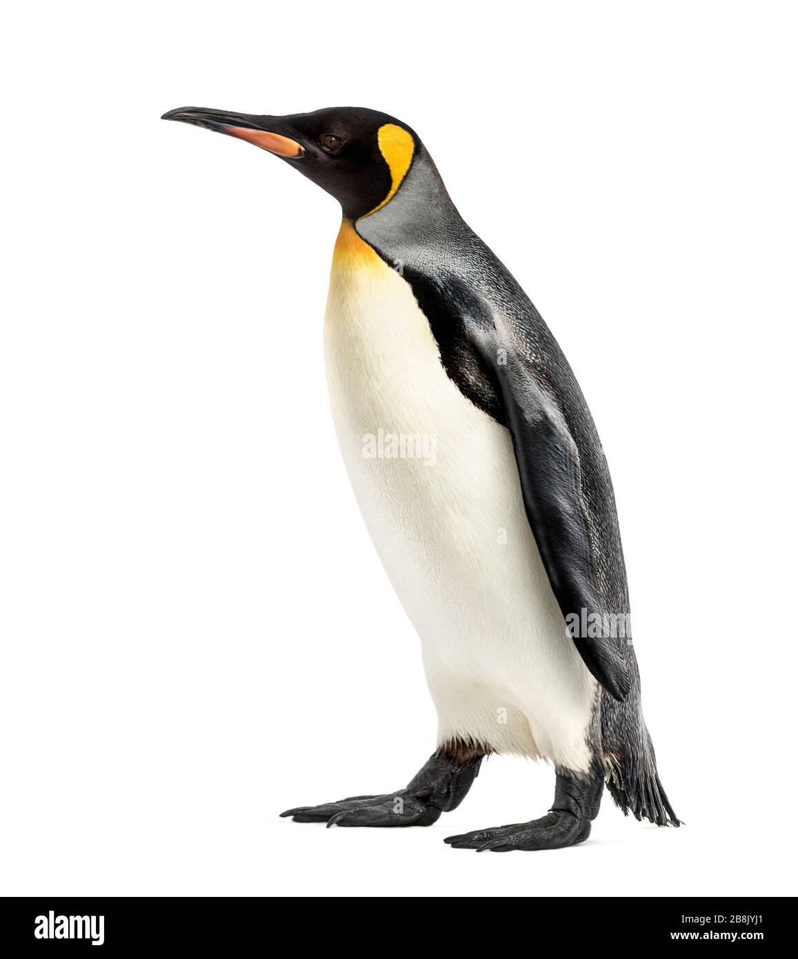 Side view of a king penguin walking, isolated on white Stock Photo - Alamy