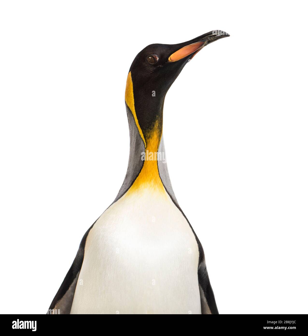 King penguin head isolated hi-res stock photography and images - Alamy