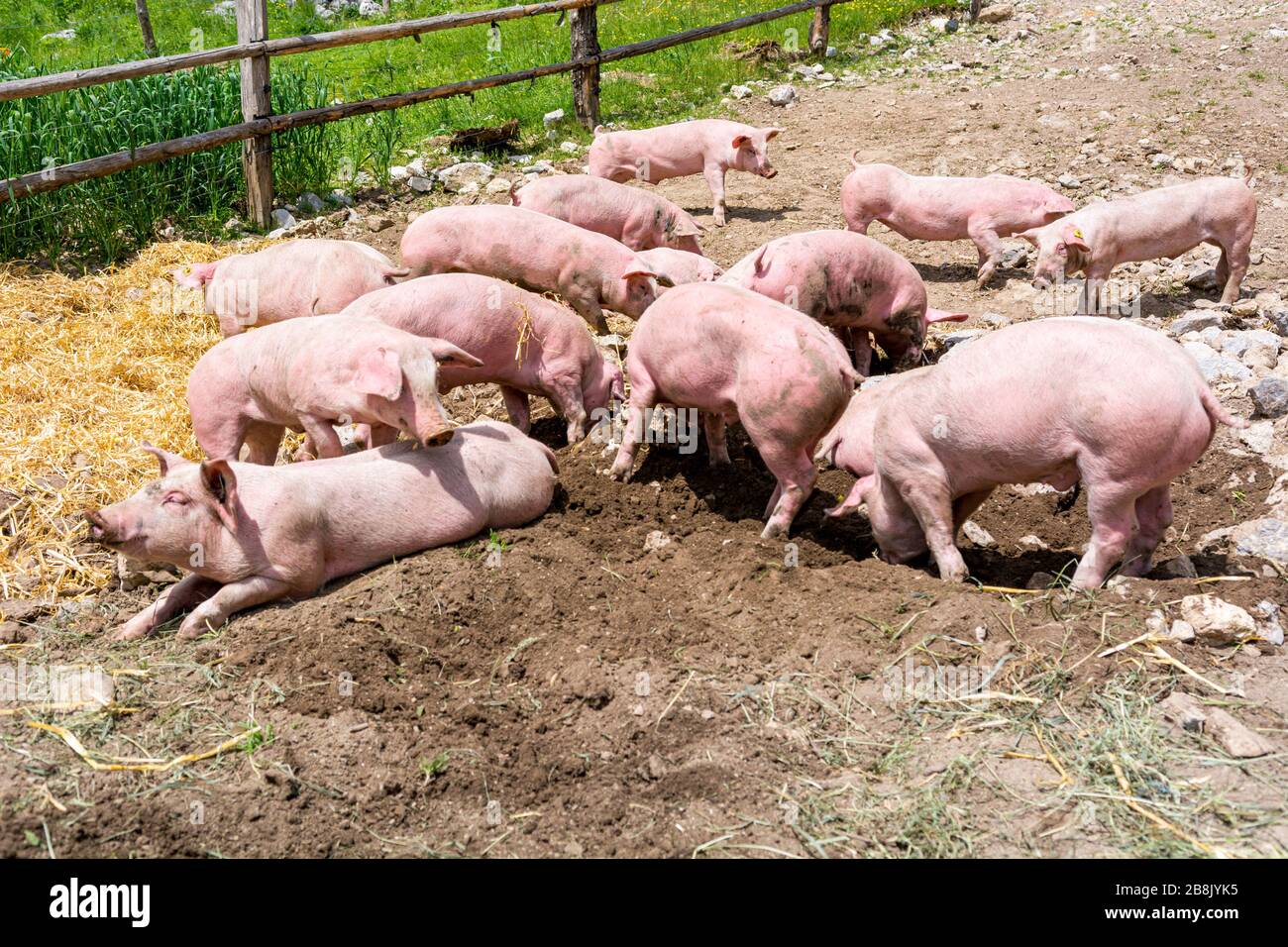 Pigs on a pig farm outdoor in animal friendly environment Stock Photo ...