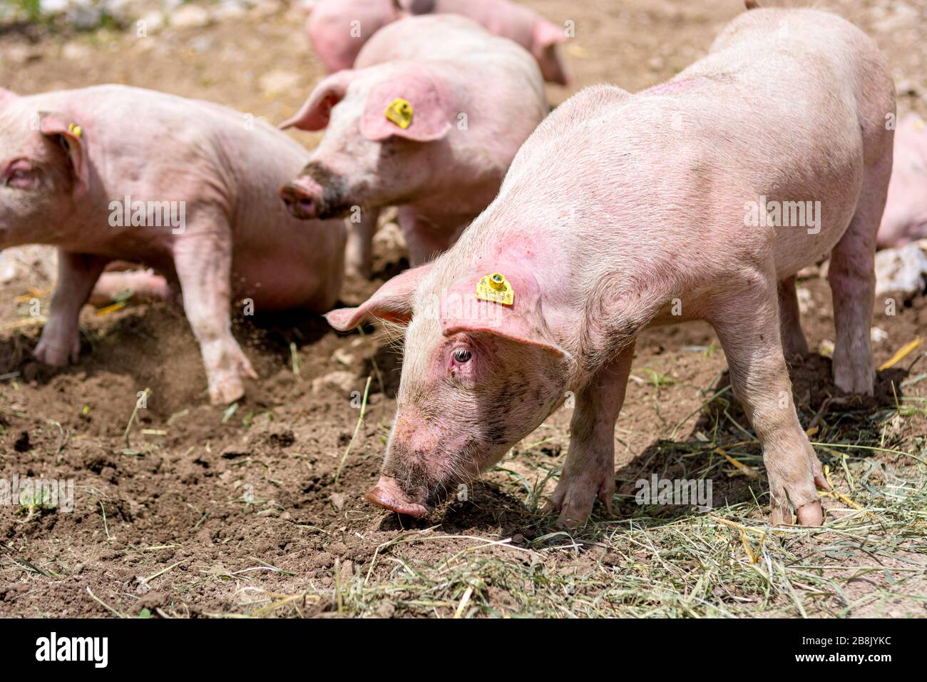 Pigs on a pig farm outdoor in animal friendly environment Stock Photo ...