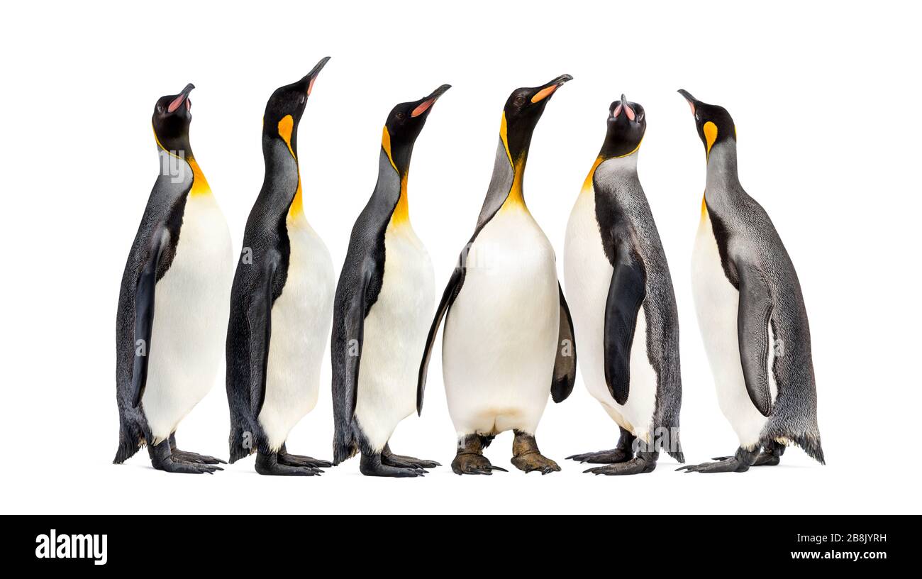 Group of king penguins Cut Out Stock Images & Pictures - Alamy