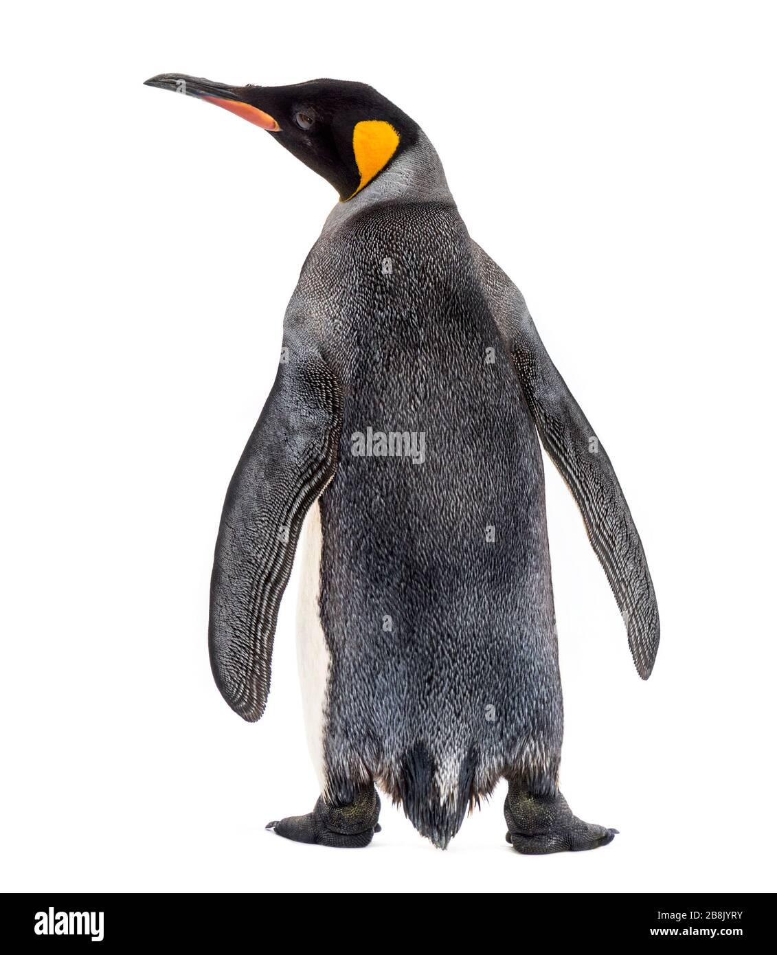 Back view of a king penguin isolated on white Stock Photo - Alamy
