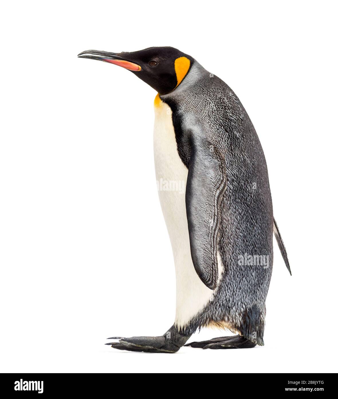 Side view of a king penguin walking, isolated on white Stock Photo - Alamy