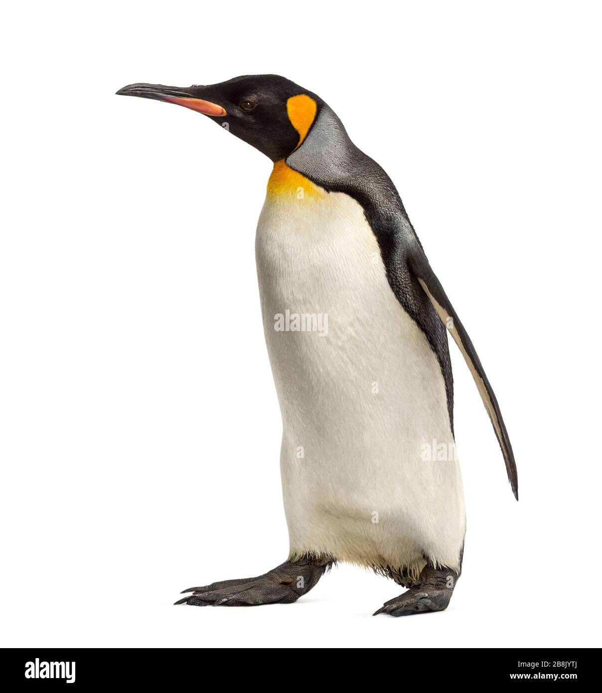 Side view of a king penguin walking, isolated on white Stock Photo - Alamy