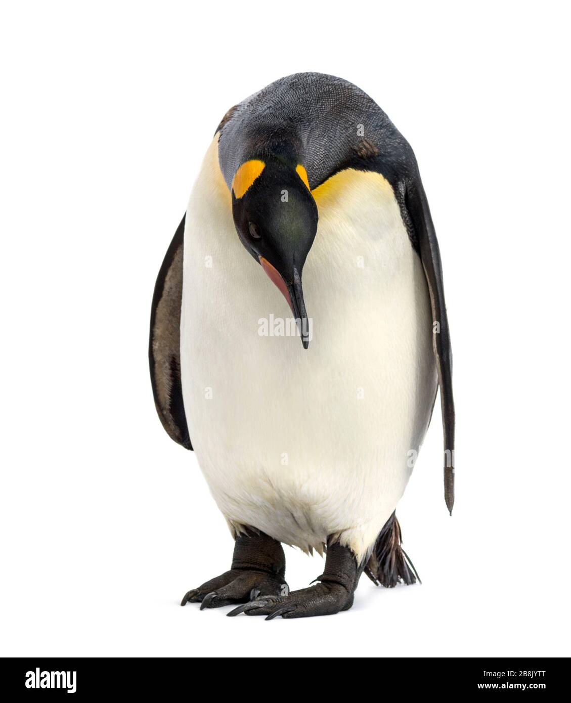 Penguin Looking Down High Resolution Stock Photography and Images - Alamy