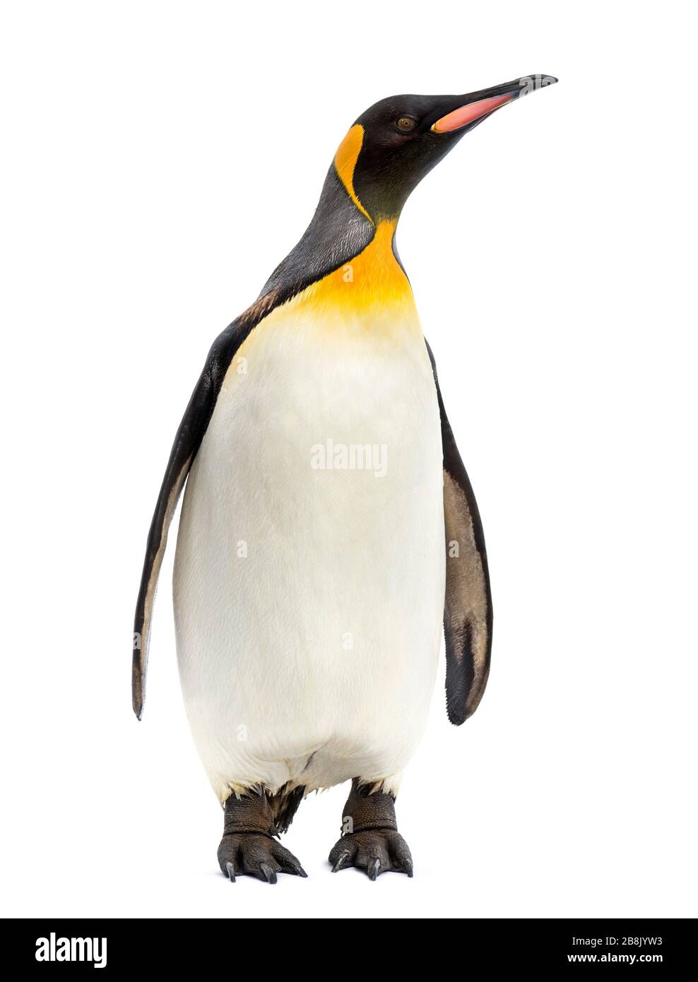 king penguin standing in front of a white background Stock Photo - Alamy