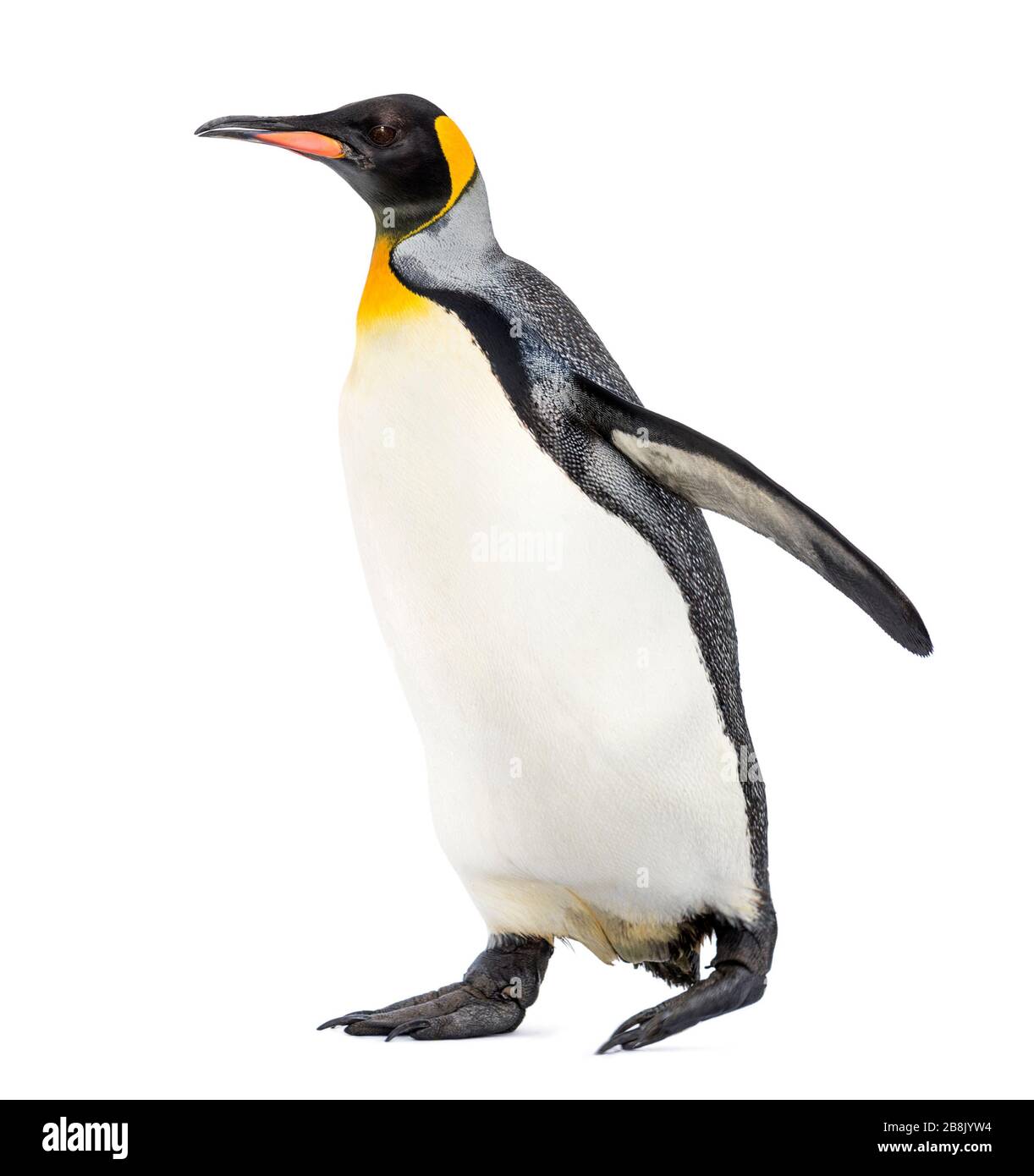 Side view of a king penguin walking, isolated on white Stock Photo - Alamy