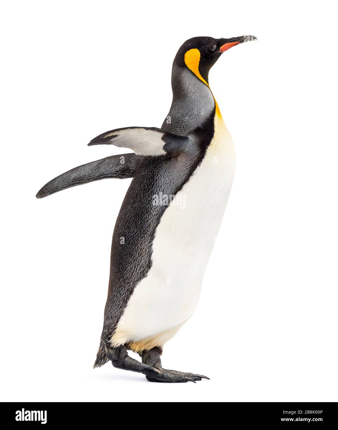 Side view of a king penguin walking, isolated on white Stock Photo - Alamy