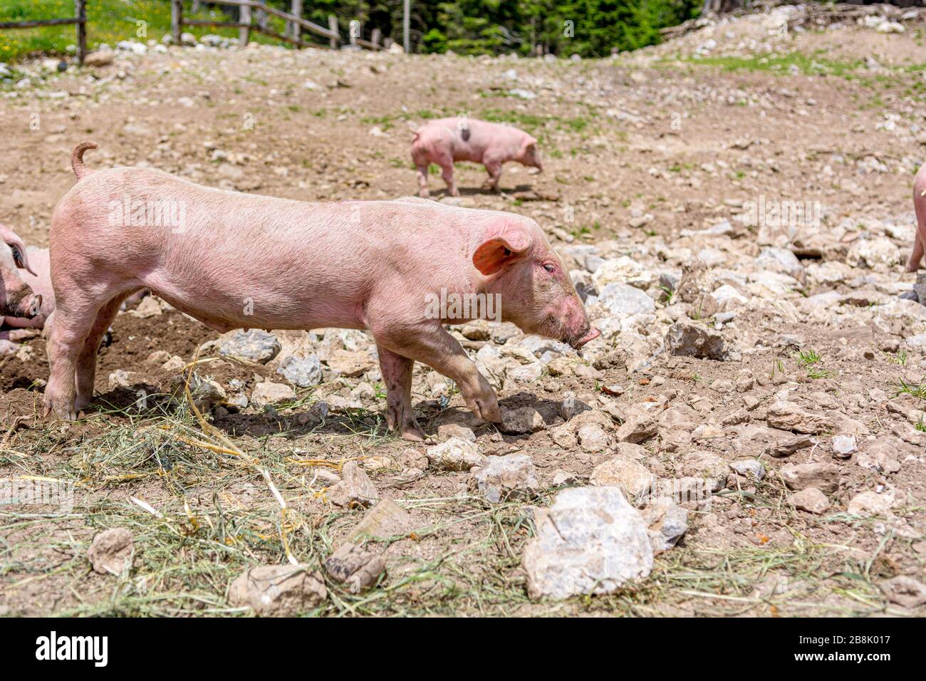Pigs on a pig farm outdoor in animal friendly environment Stock Photo ...