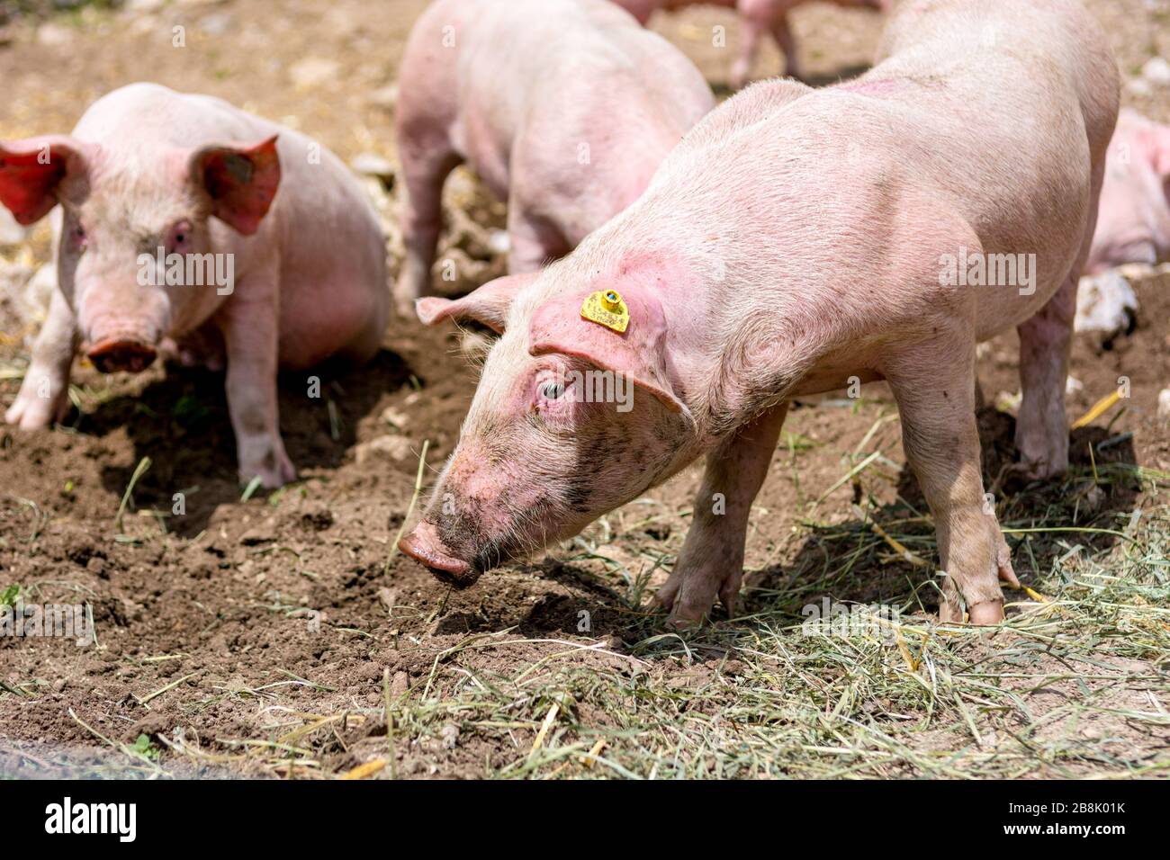 Pigs on a pig farm outdoor in animal friendly environment Stock Photo ...