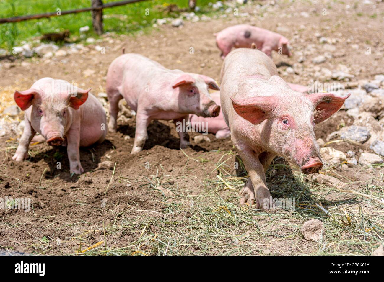 Pigs on a pig farm outdoor in animal friendly environment Stock Photo ...