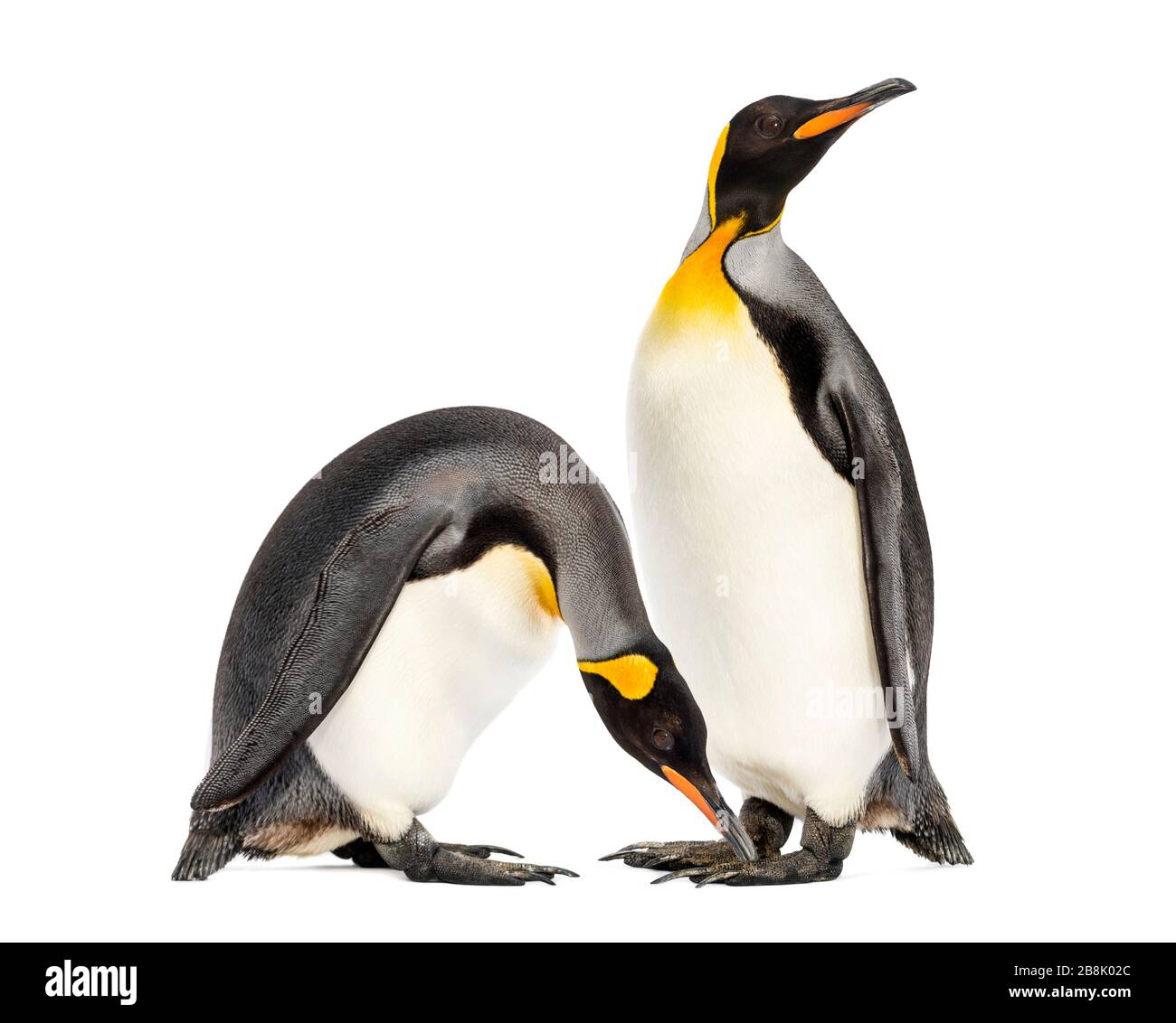 Two king penguins togethere in front of white background Stock Photo ...