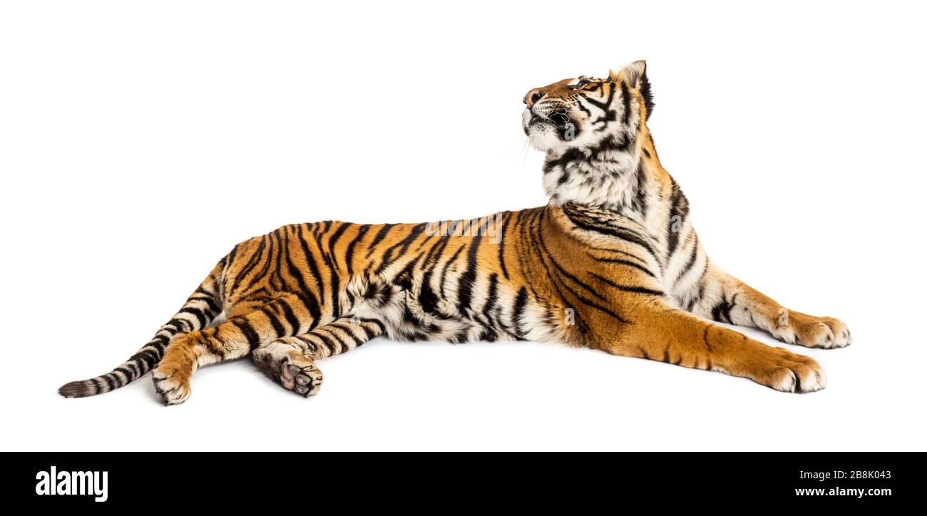 Tiger lying down, looking backward, big cat, isolated on white Stock ...