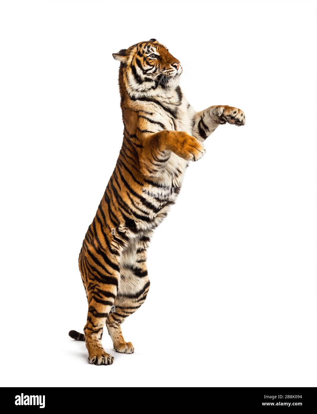 Tiger Standing Up On Hind Legs