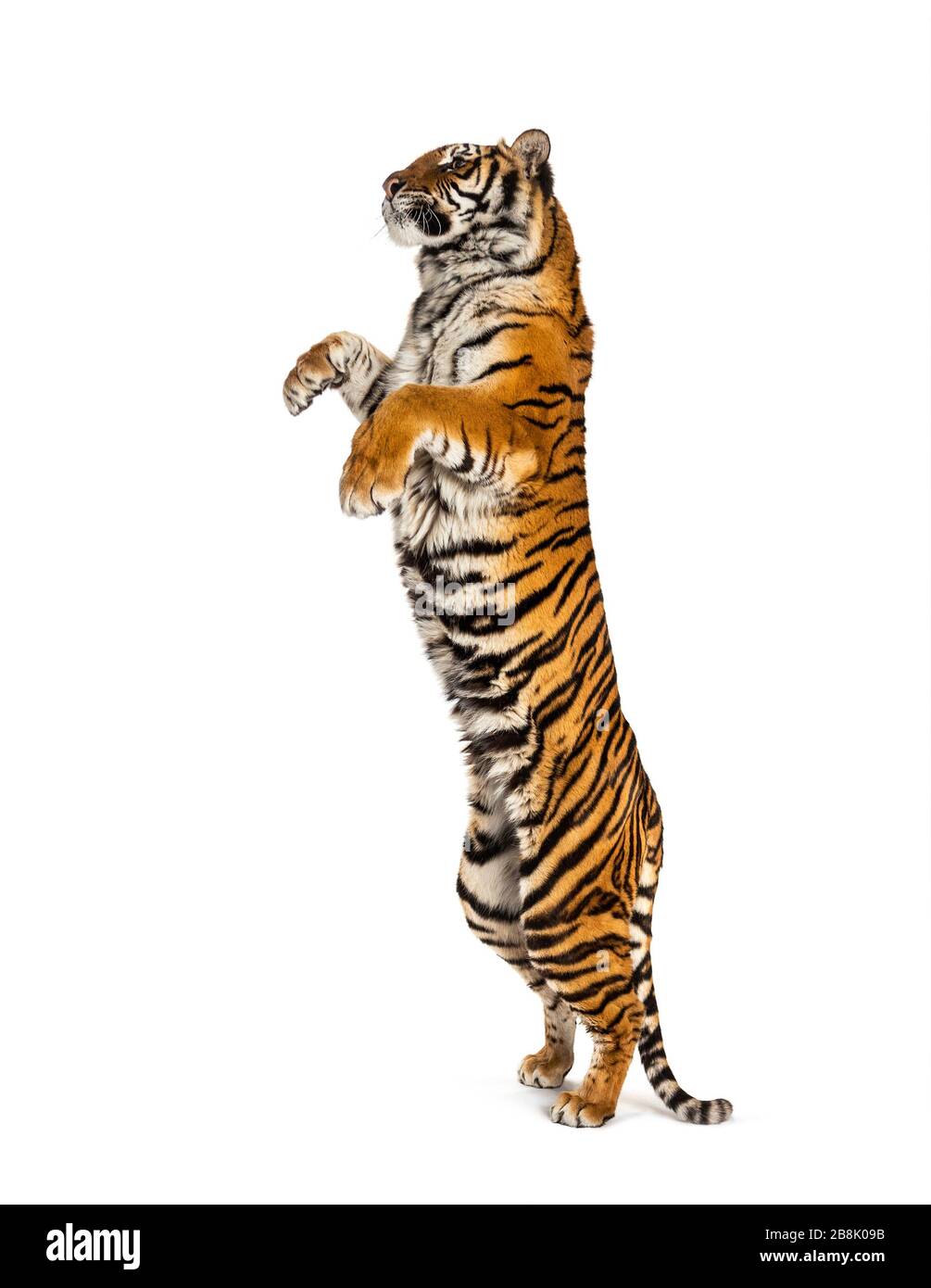 Side profile sumatran tiger panthera Cut Out Stock Images & Pictures ... Side profile sumatran tiger panthera Cut Out Stock Images & Pictures ...