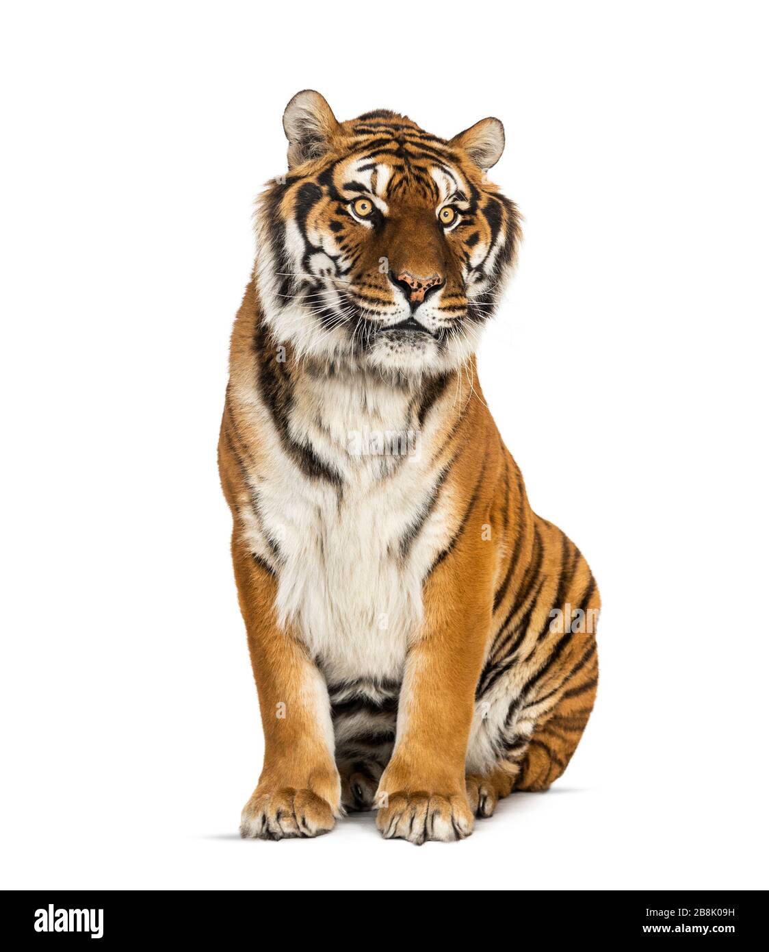 Tiger sitting in front of a white background, big cat Stock Photo - Alamy