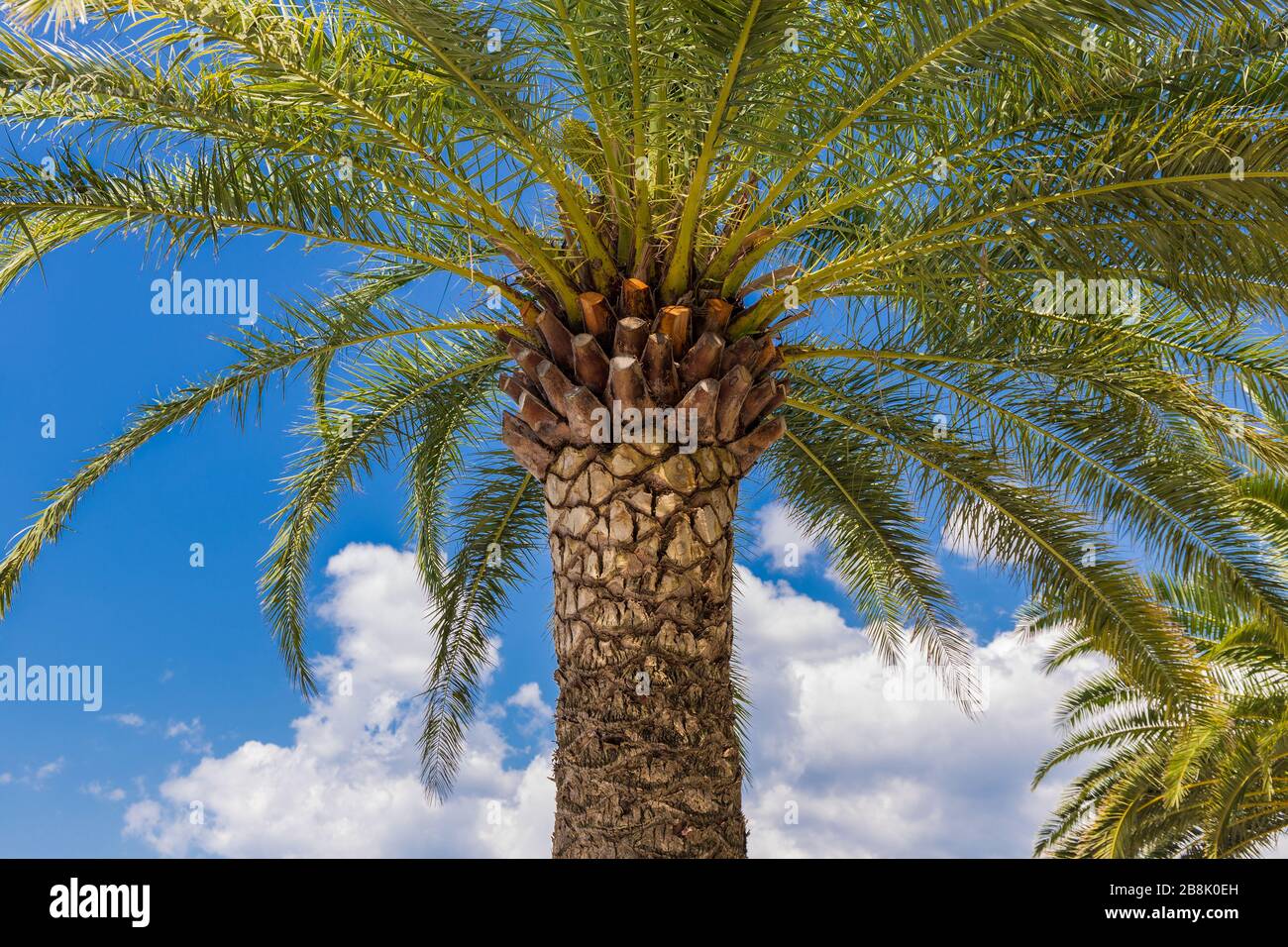 An image of nice palm trees in the blue sunny sky Stock Photo - Alamy