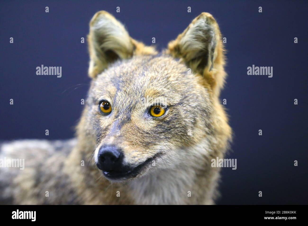 Head of golden jackal wild dog canis aureus, on black background Stock ...