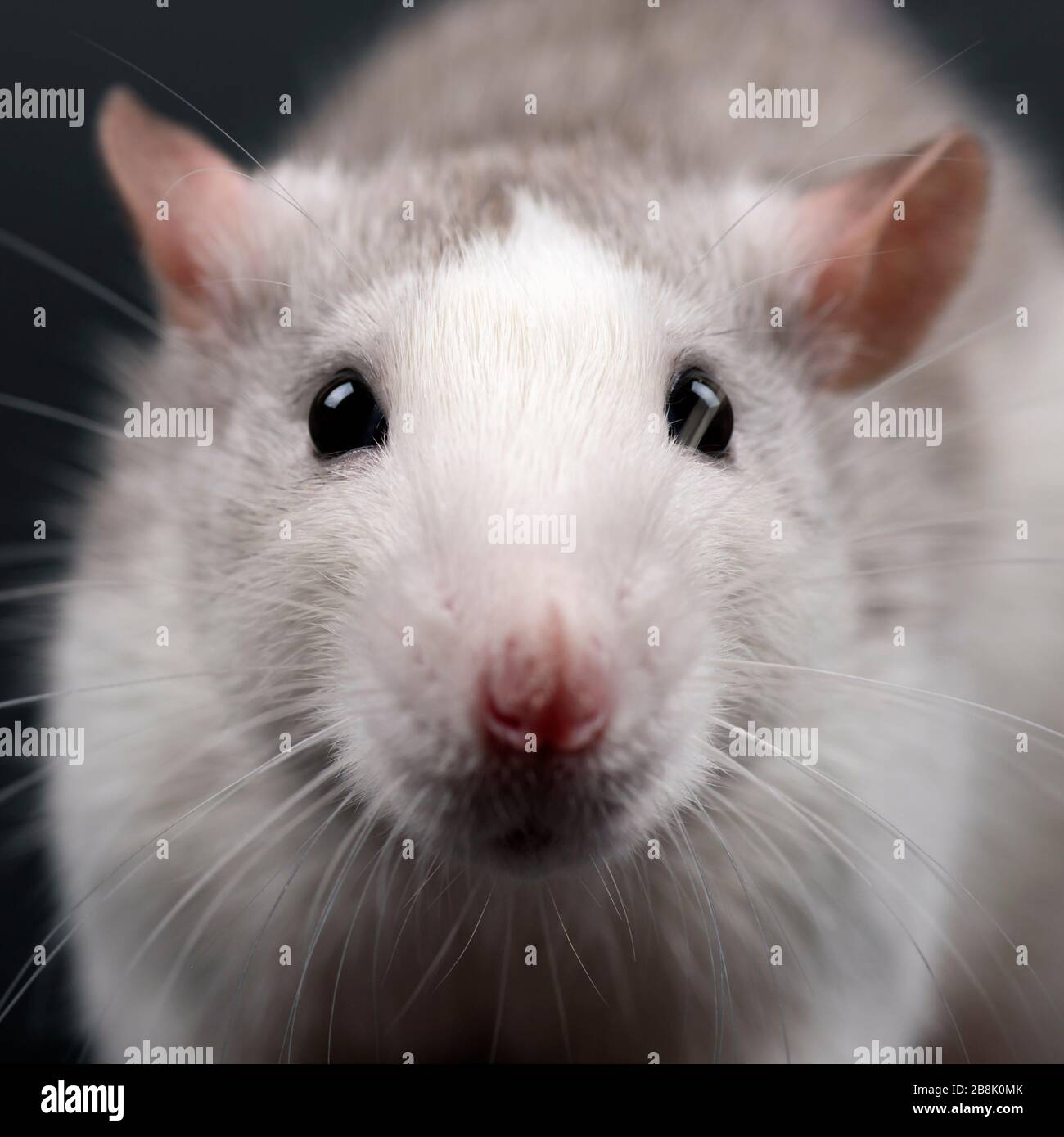 Rat portrait close up. Pet concept. Funny gray young rat looking ...