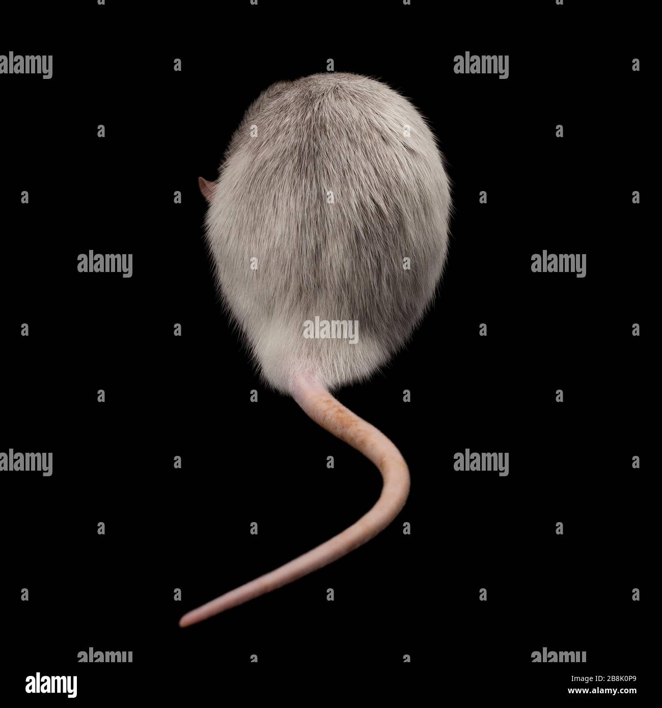 Portrait of gray rat with long tail from the back. The rat turned its ...
