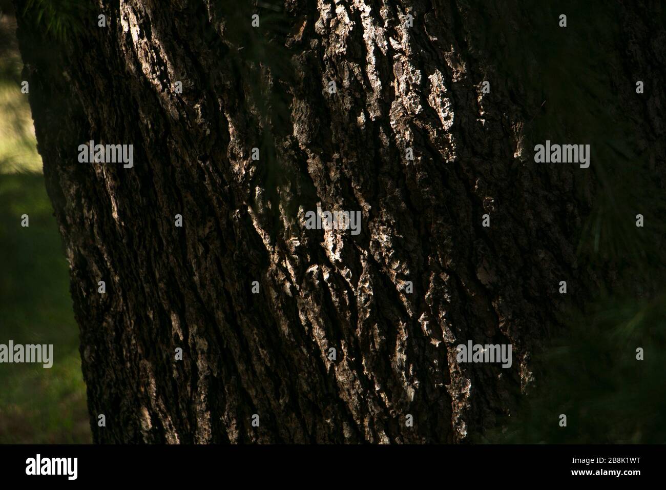 Tree branch texture hi-res stock photography and images - Alamy