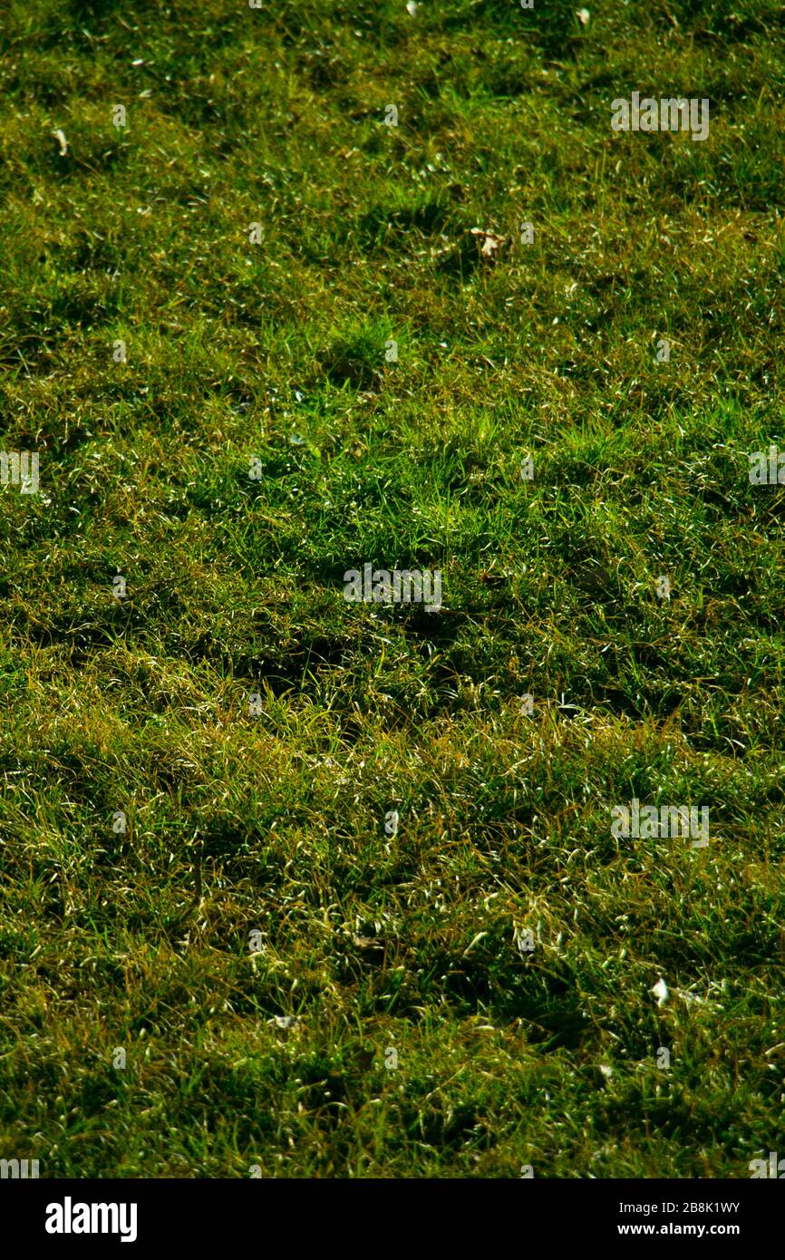 Herbal texture hi-res stock photography and images - Alamy