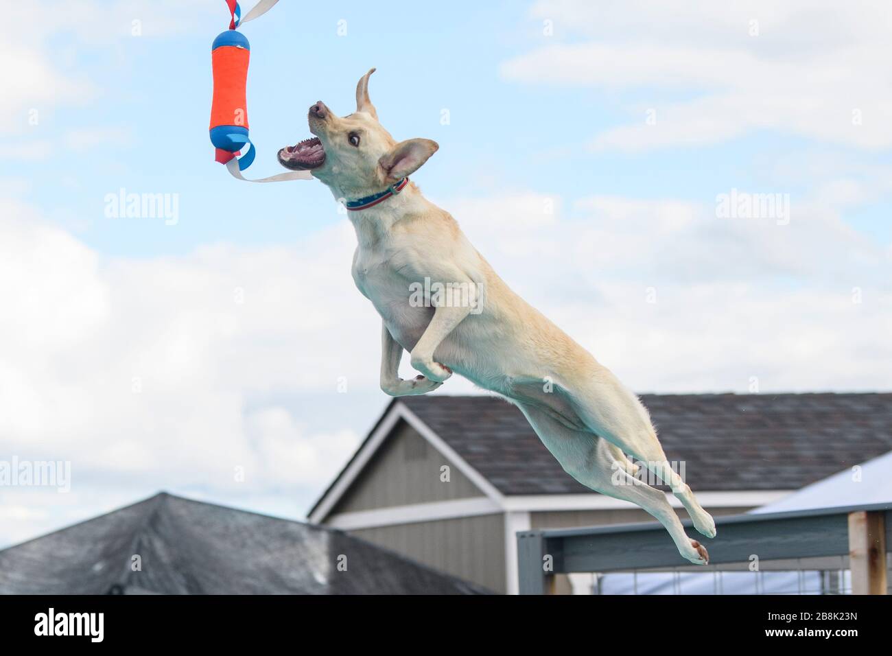Open air dogs hi-res stock photography and images - Alamy