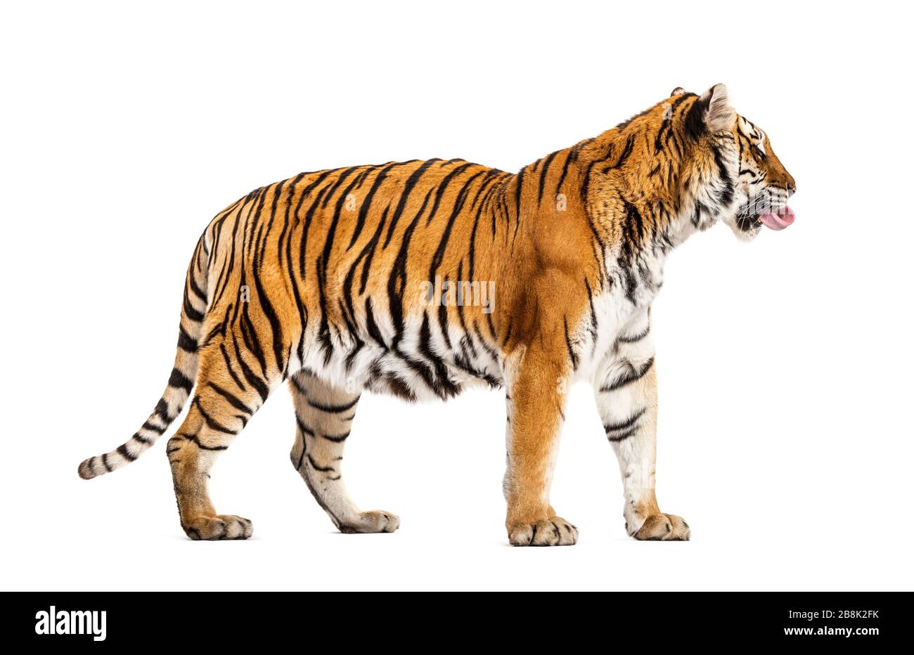 Side profile wild bengal tiger hi-res stock photography and images - Alamy