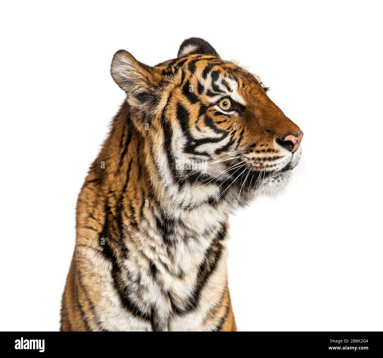 Male tigers hi-res stock photography and images - Alamy