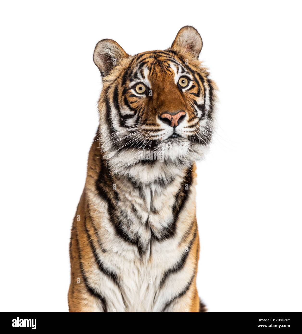 Male tigers hi-res stock photography and images - Alamy