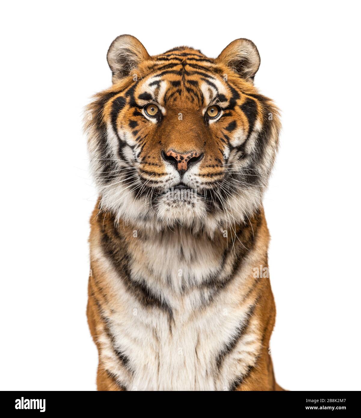 Male bengal tiger looking into camera hi-res stock photography and ...