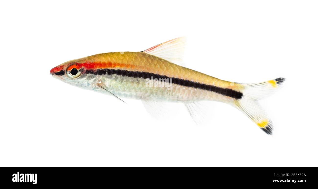Denison barb, Sahyadria denisonii, isolated on white Stock Photo - Alamy
