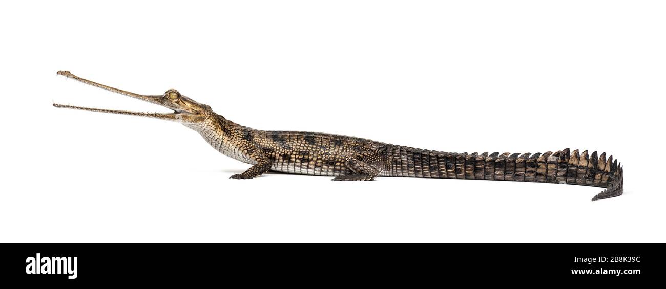 Baby gavial crocodile hi-res stock photography and images - Alamy
