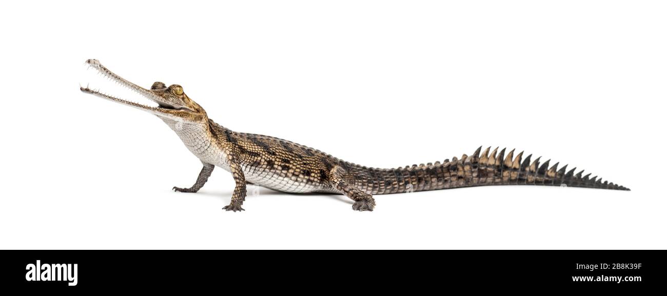 Baby Gharial Crocodile