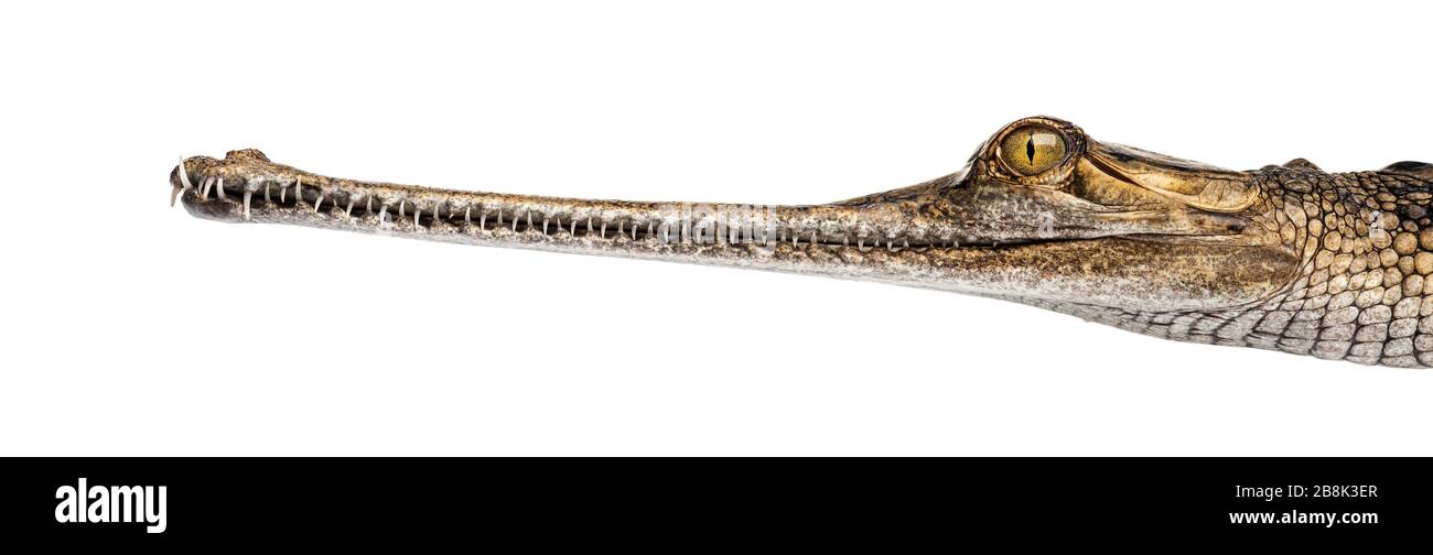 Close-up on a Young Fish-eating crocodile, showing is tooth, Gavial ...