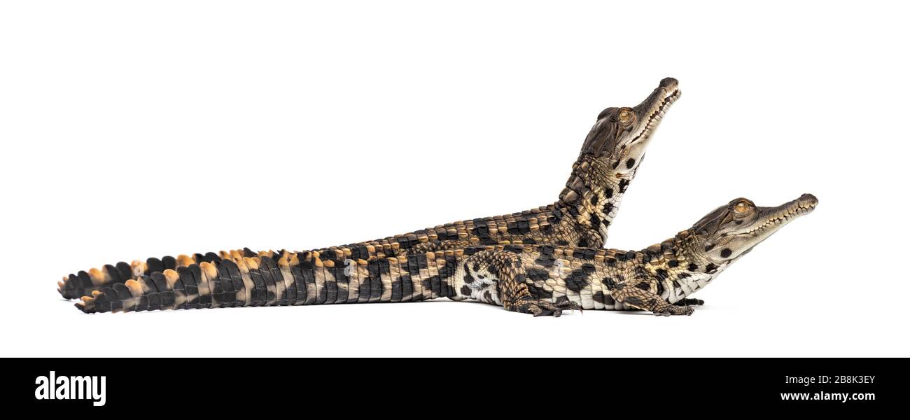 Young West African slender-snouted crocodile, Mecistops cataphractus ...