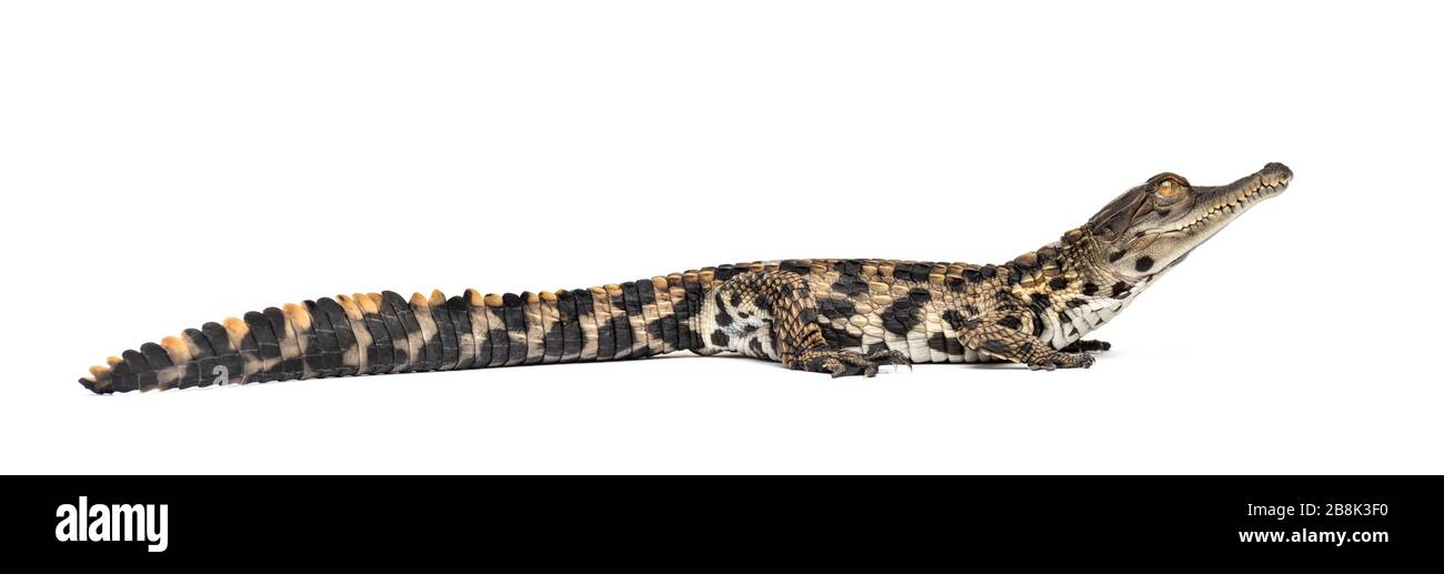 Slender predator Cut Out Stock Images & Pictures - Alamy