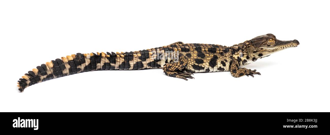 Young West African slender-snouted crocodile, Mecistops cataphractus ...
