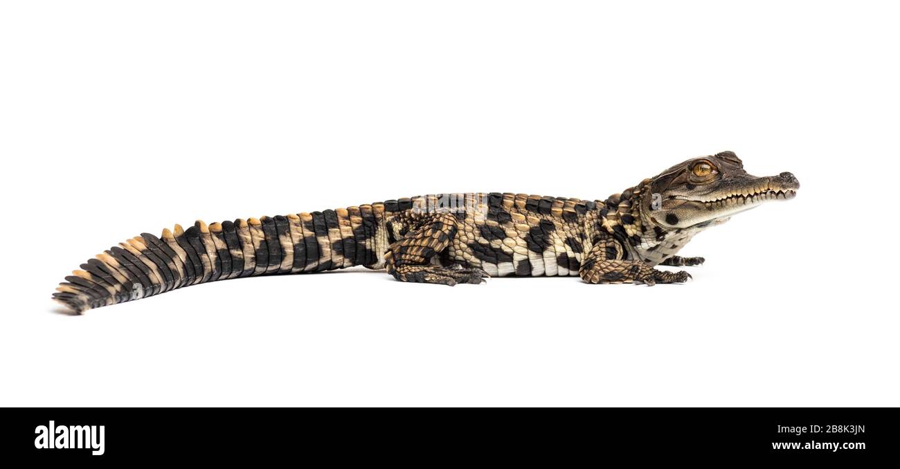 Baby alligator cut out hi-res stock photography and images - Alamy