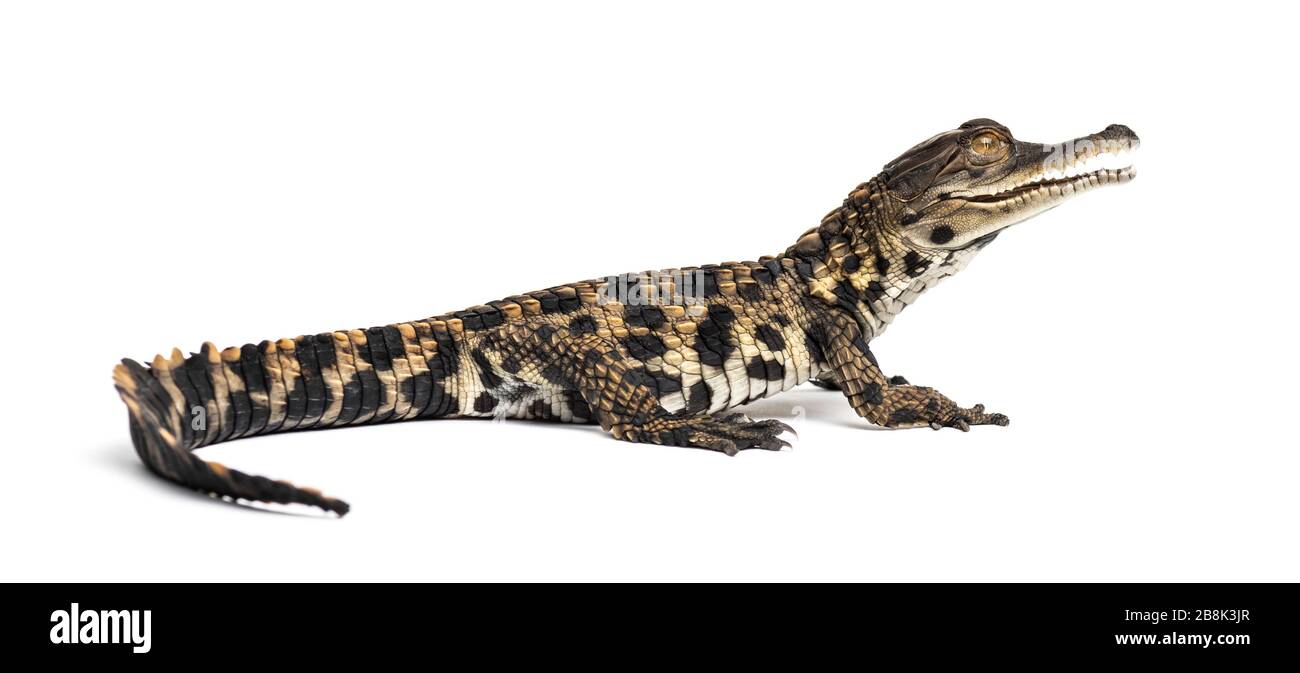 Young West African slender-snouted crocodile, Mecistops cataphractus ...