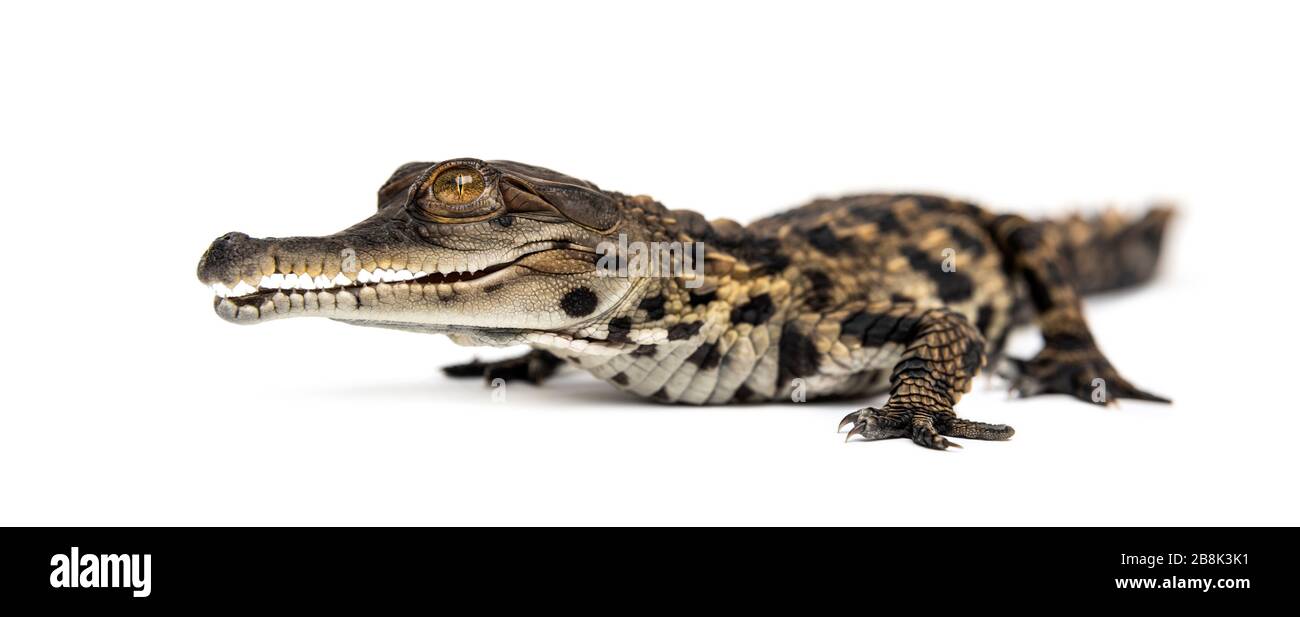 Young West African slender-snouted crocodile, Mecistops cataphractus ...