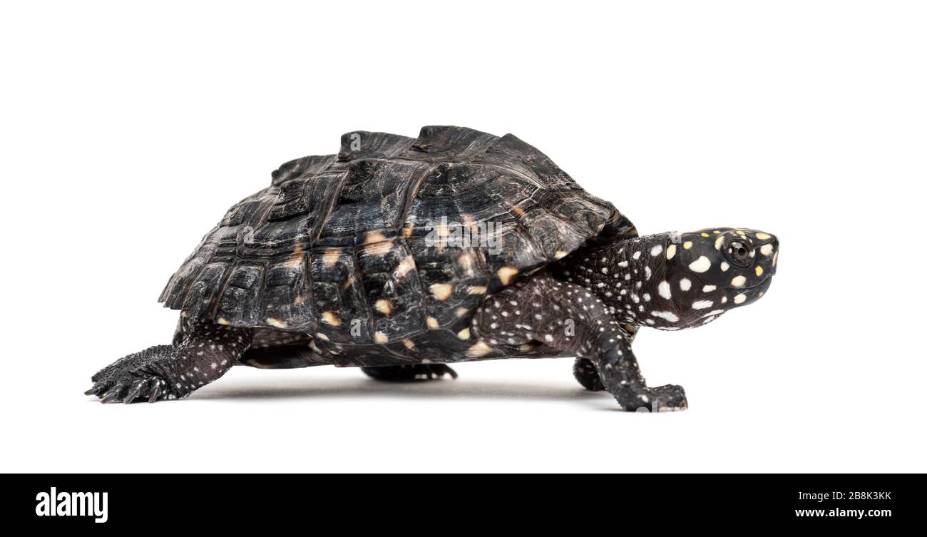 Black pond turtle geoclemys hamiltonii hi-res stock photography and ...