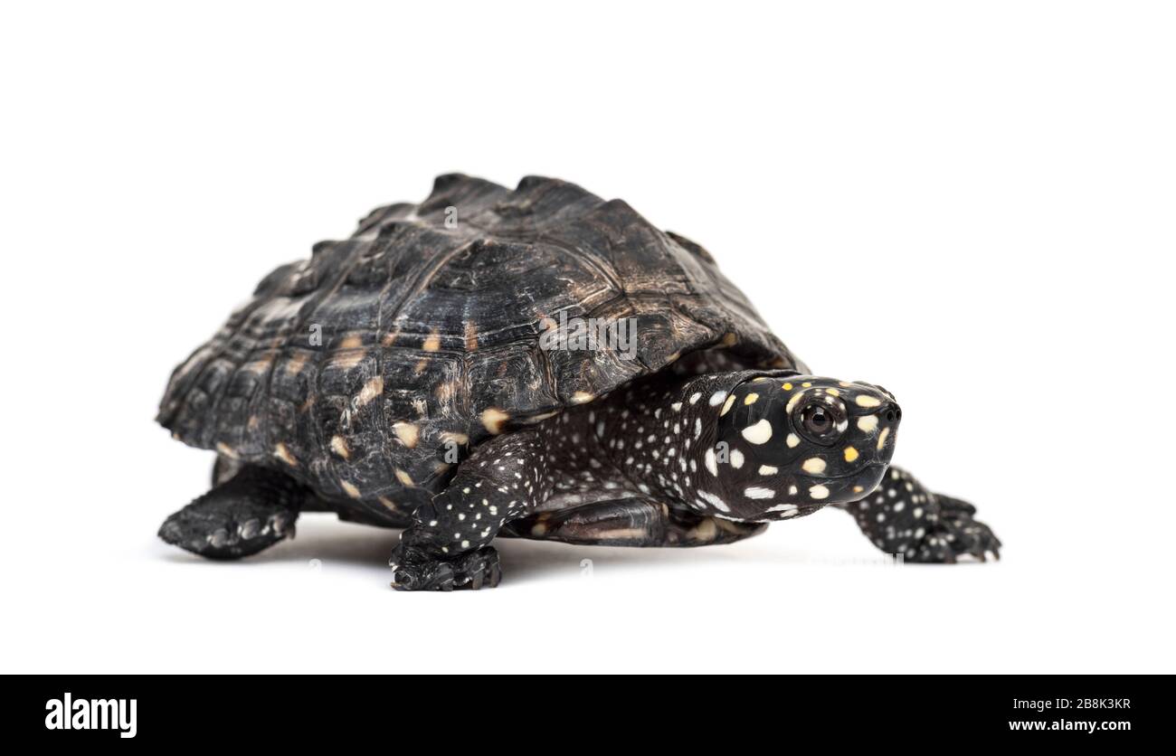 Side view of a Walking Black pond turtle, Geoclemys hamiltonii ...