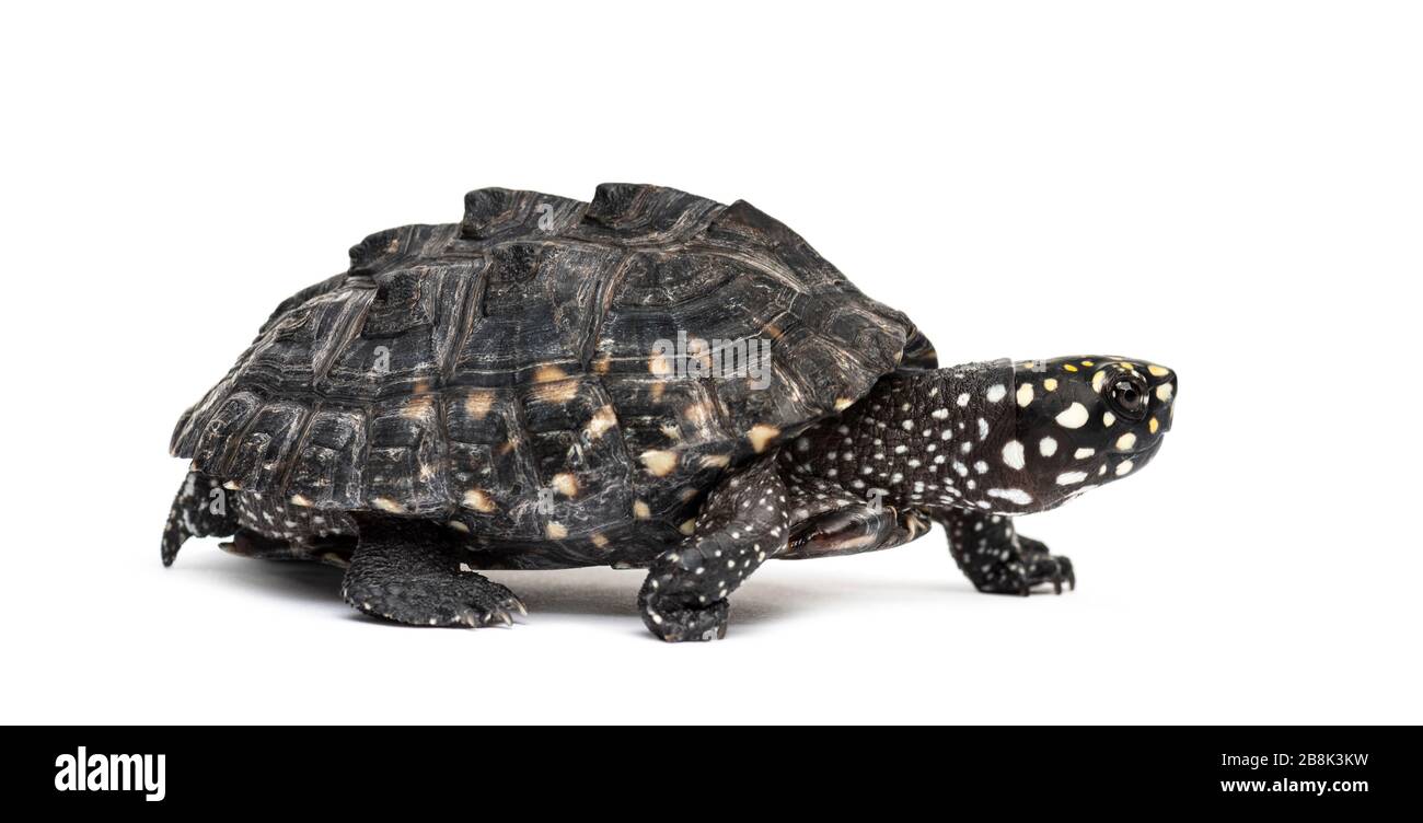 Walking Black pond turtle, Geoclemys hamiltonii, isolated Stock Photo ...