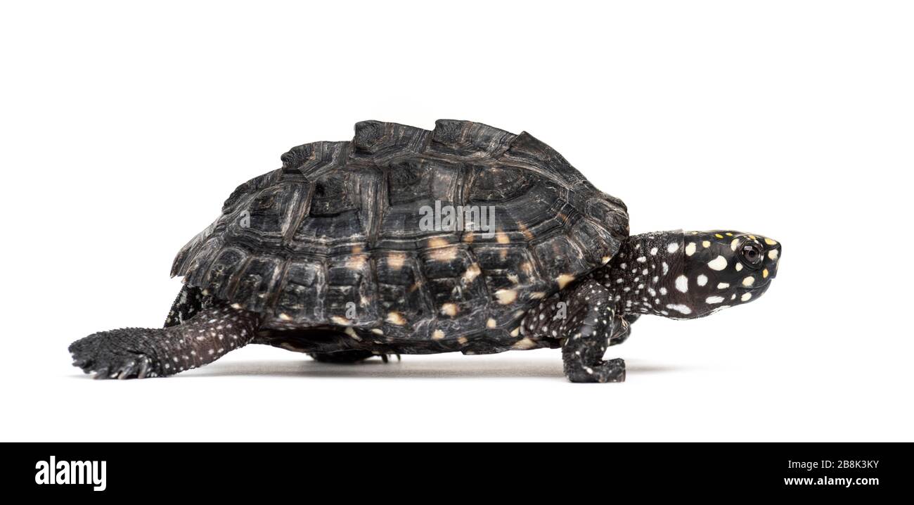 Indian spotted turtle hi-res stock photography and images - Alamy