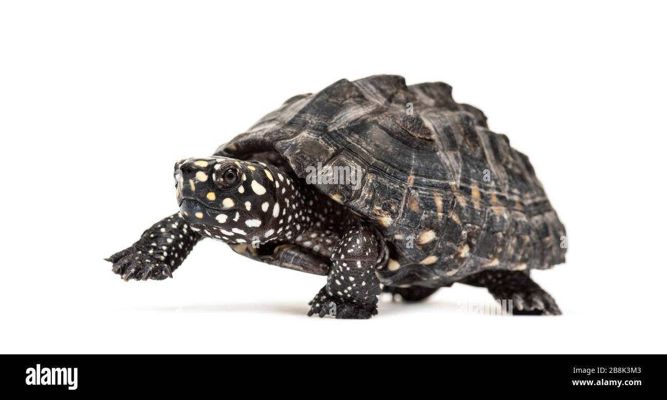 Walking Black pond turtle, Geoclemys hamiltonii, isolated Stock Photo ...