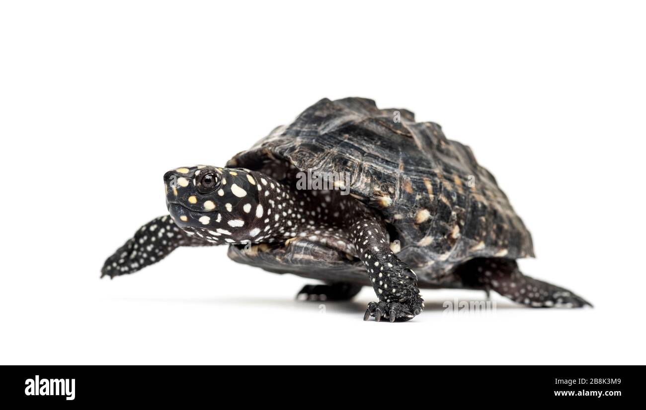 Side view of a Walking Black pond turtle, Geoclemys hamiltonii ...